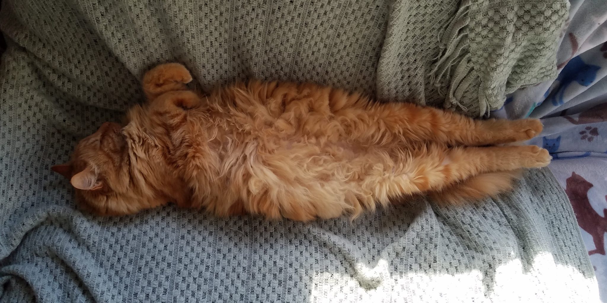 10 Cat Sleeping Positions And What Your Cats Favorite Snoozing Pose Means According To Vets
