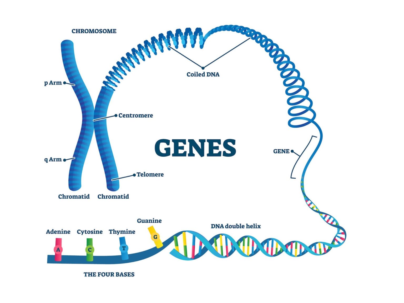 Scientists Have Completely Sequenced The Human Y Chromosome For The